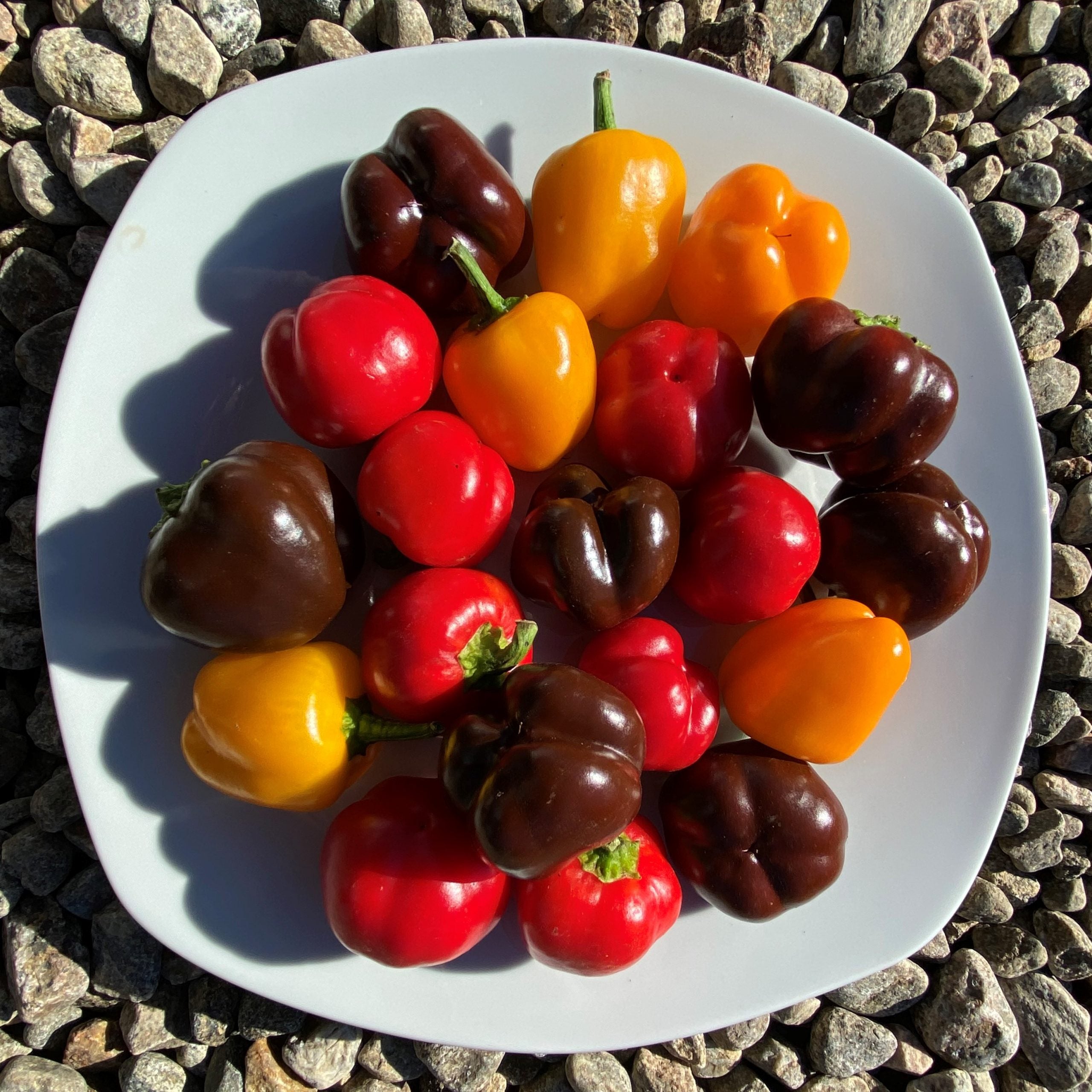 Poivrons minis mixte | Le p'tit Semoir